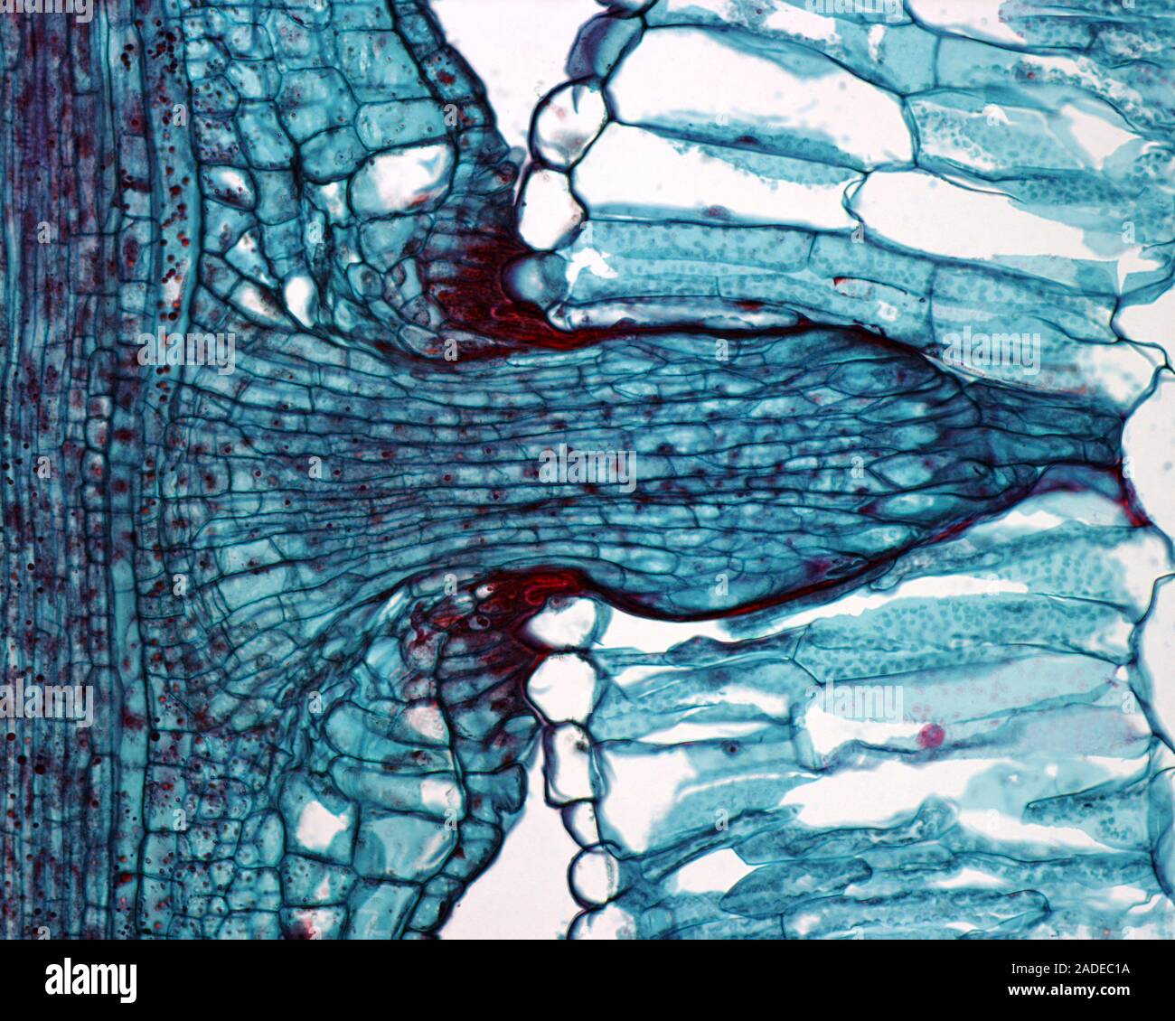 Dodder parasitic plant on host. Light micrograph of a section through a ...