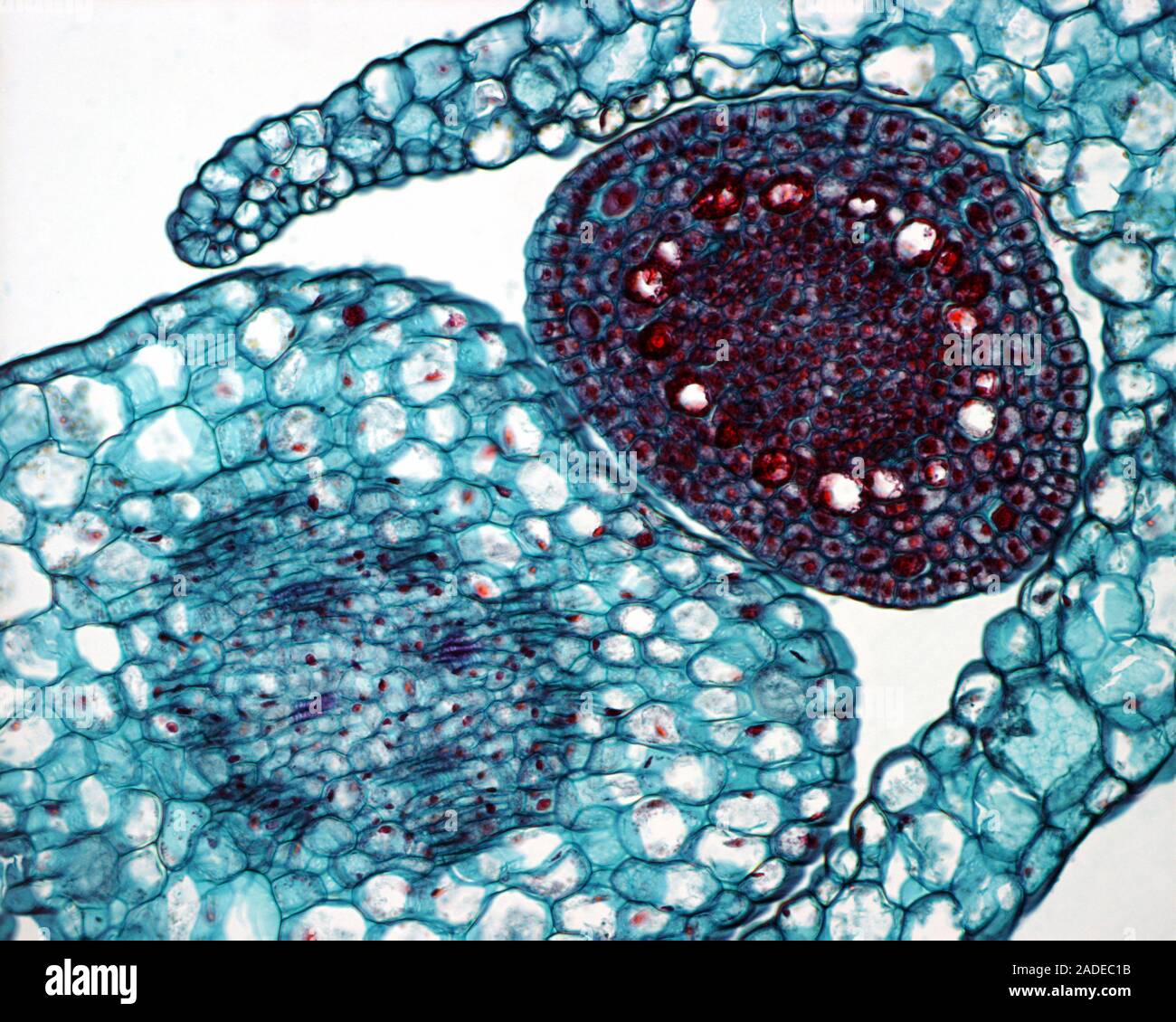 Dodder parasitic plant on host. Light micrograph of a section through a ...