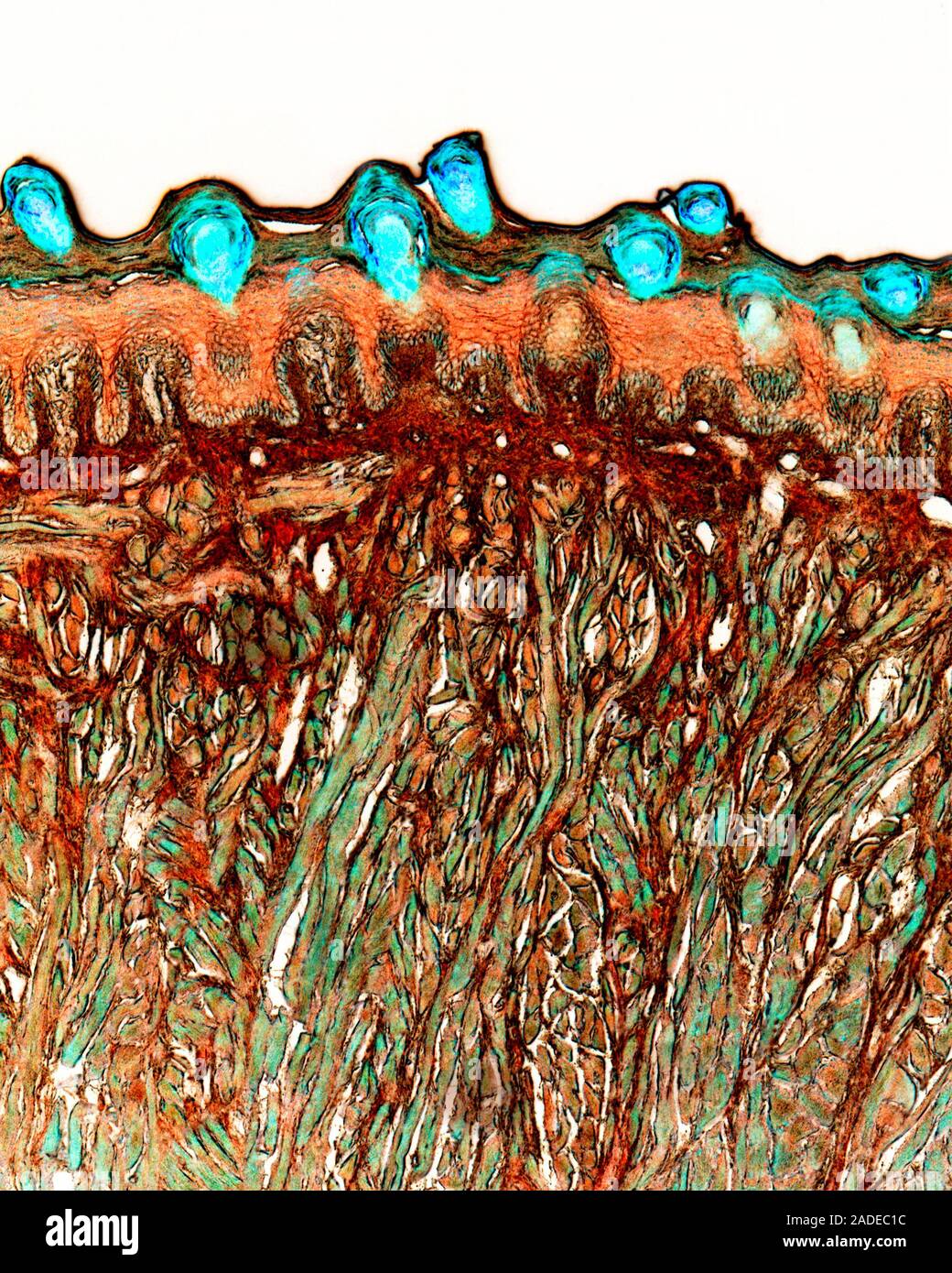 Tongue tissue, light micrograph. Section through the surface of the ...