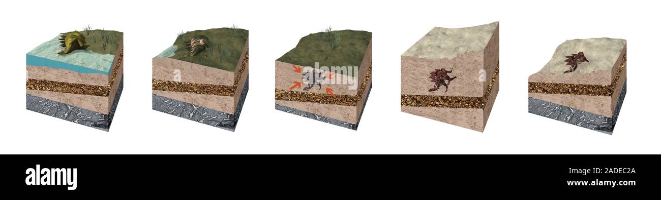 Fossilisation stages. Illustration. showing the process by which ...