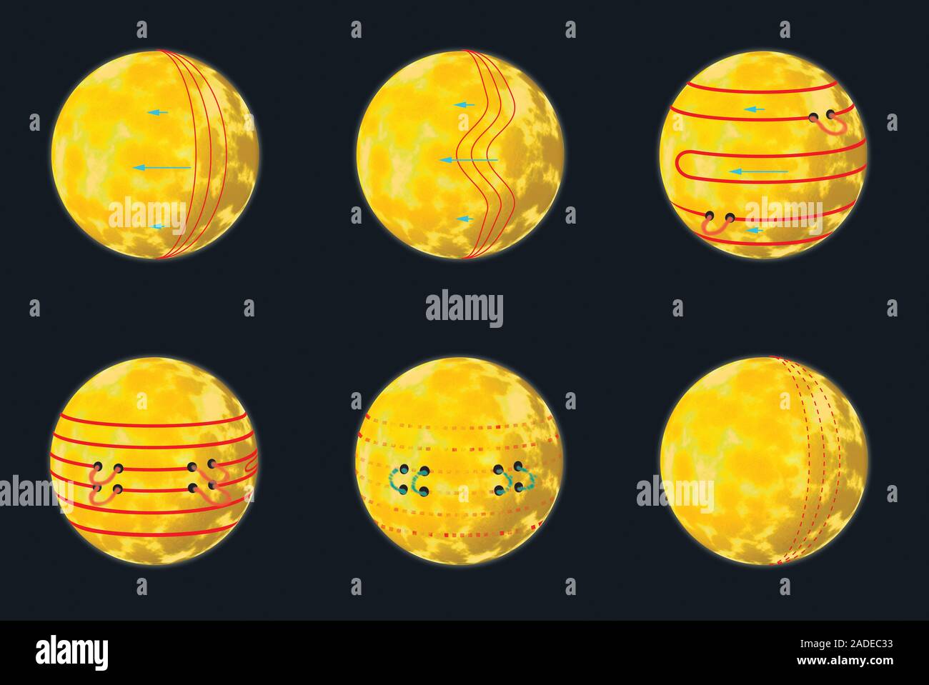 Sunspot formation and evolution, illustration. Sunspots (black dots ...