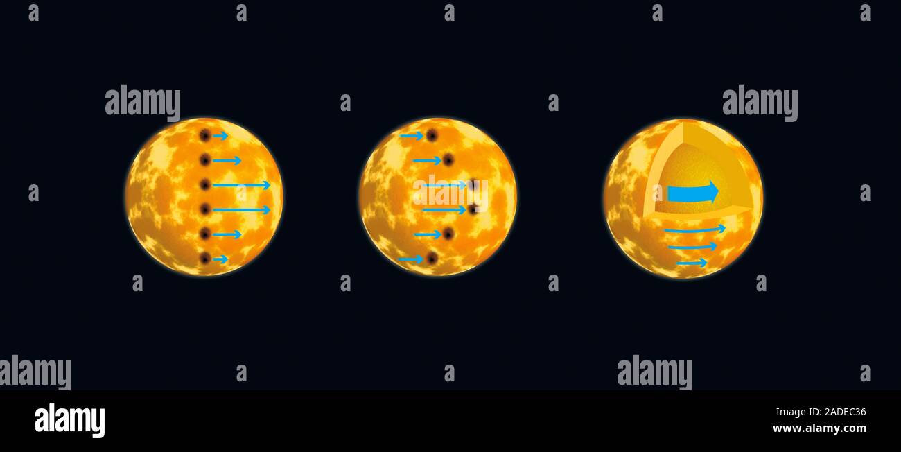 Sunspot rotation, illustration. Sunspots (black dots) are areas of ...