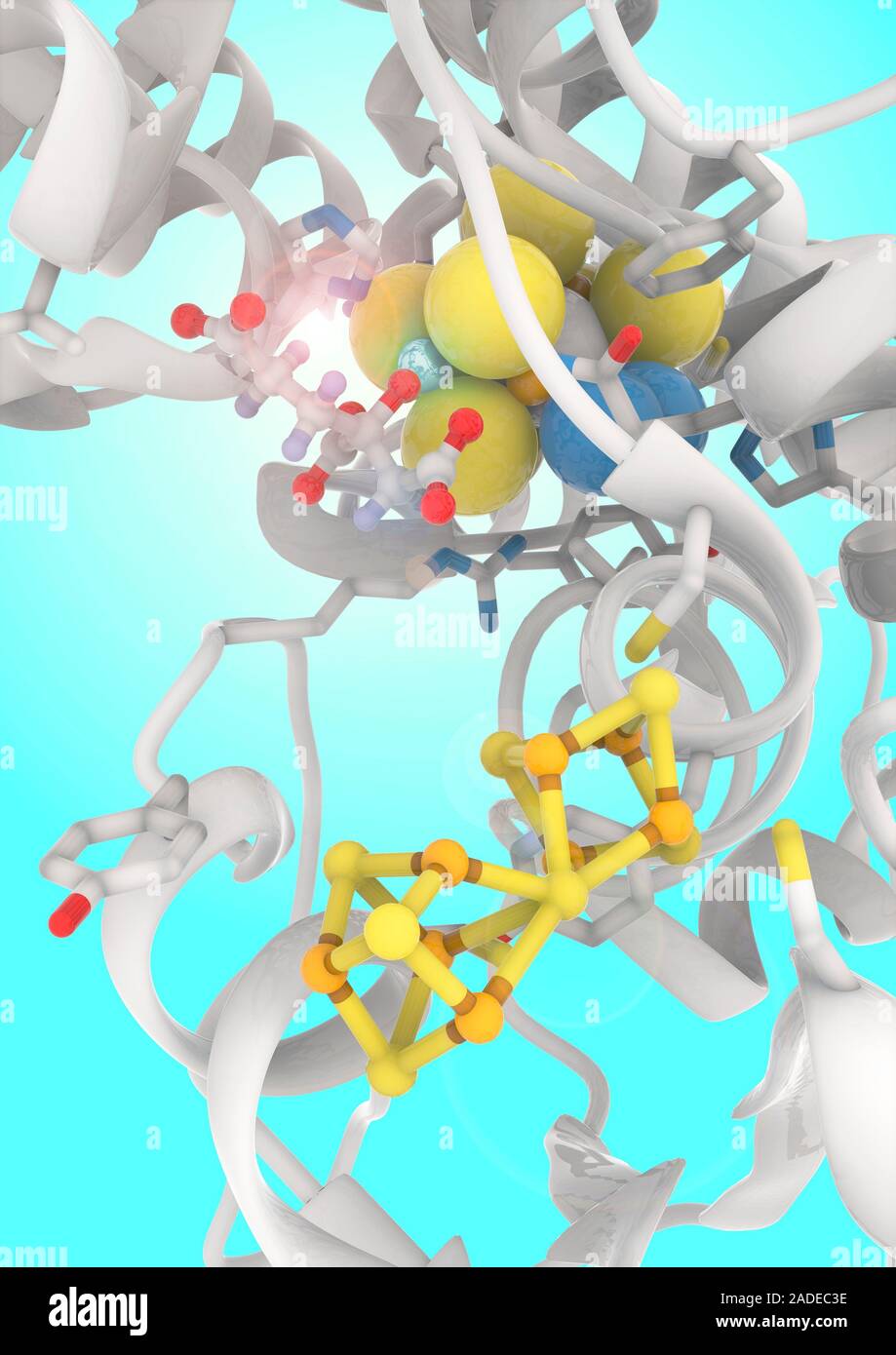 Illustration of the active site of a molybdenum nitrogenase enzyme ...