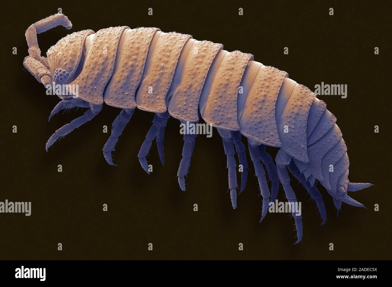Woodlouse, coloured scanning electron micrograph (SEM). Woodlice (order ...