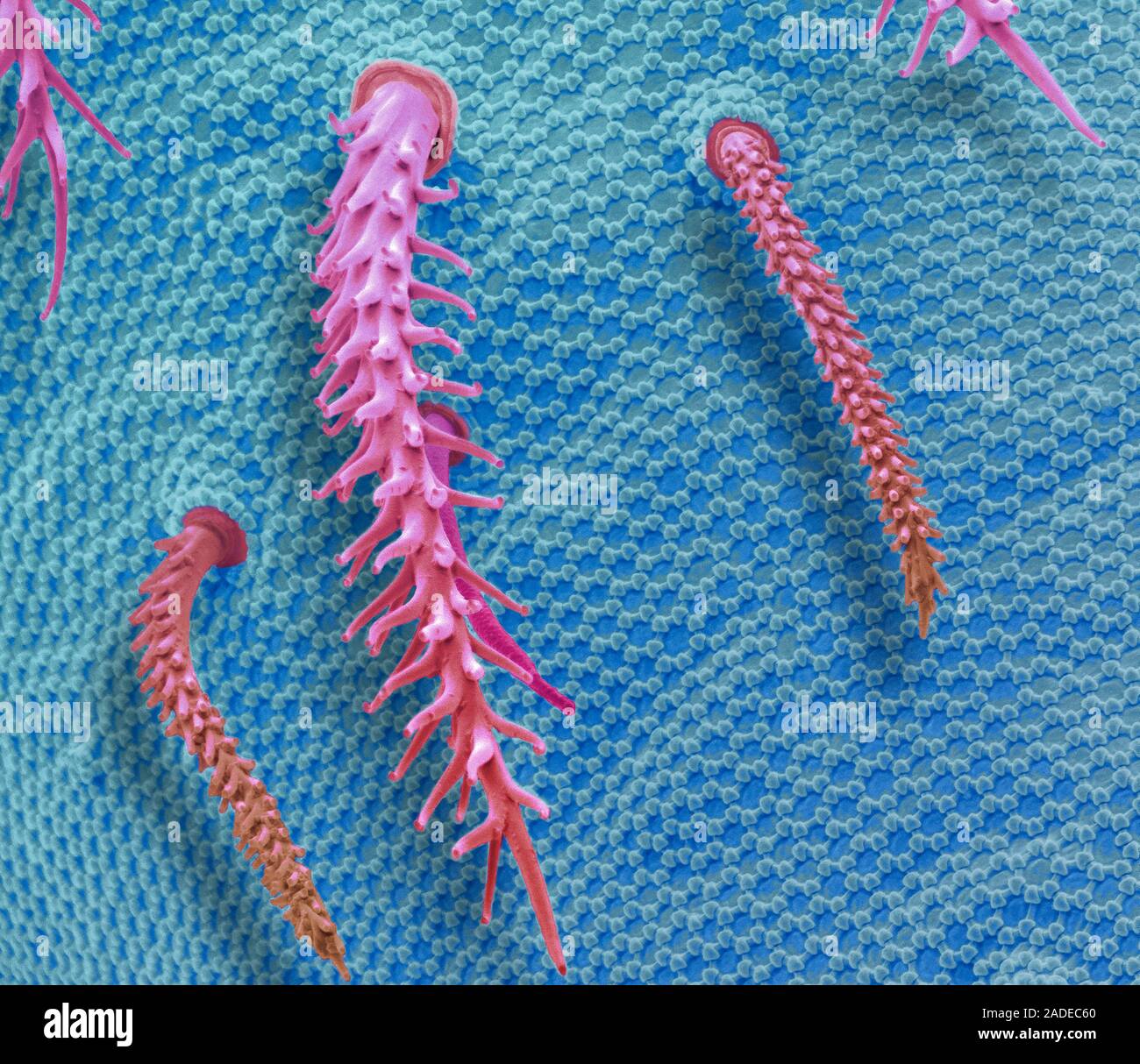 Springtail body, coloured scanning electron micrograph (SEM ...
