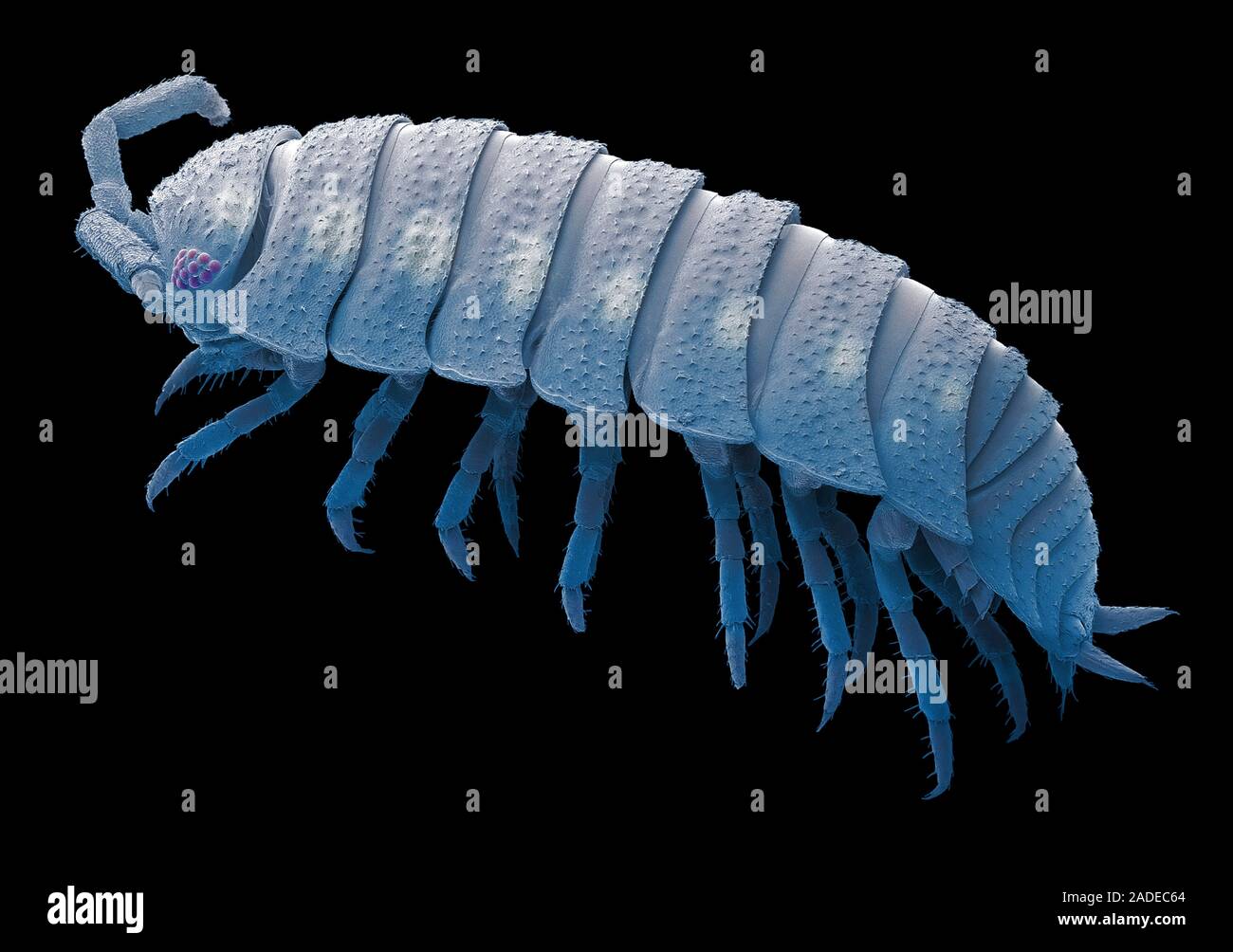 Woodlouse, coloured scanning electron micrograph (SEM). Woodlice (order ...