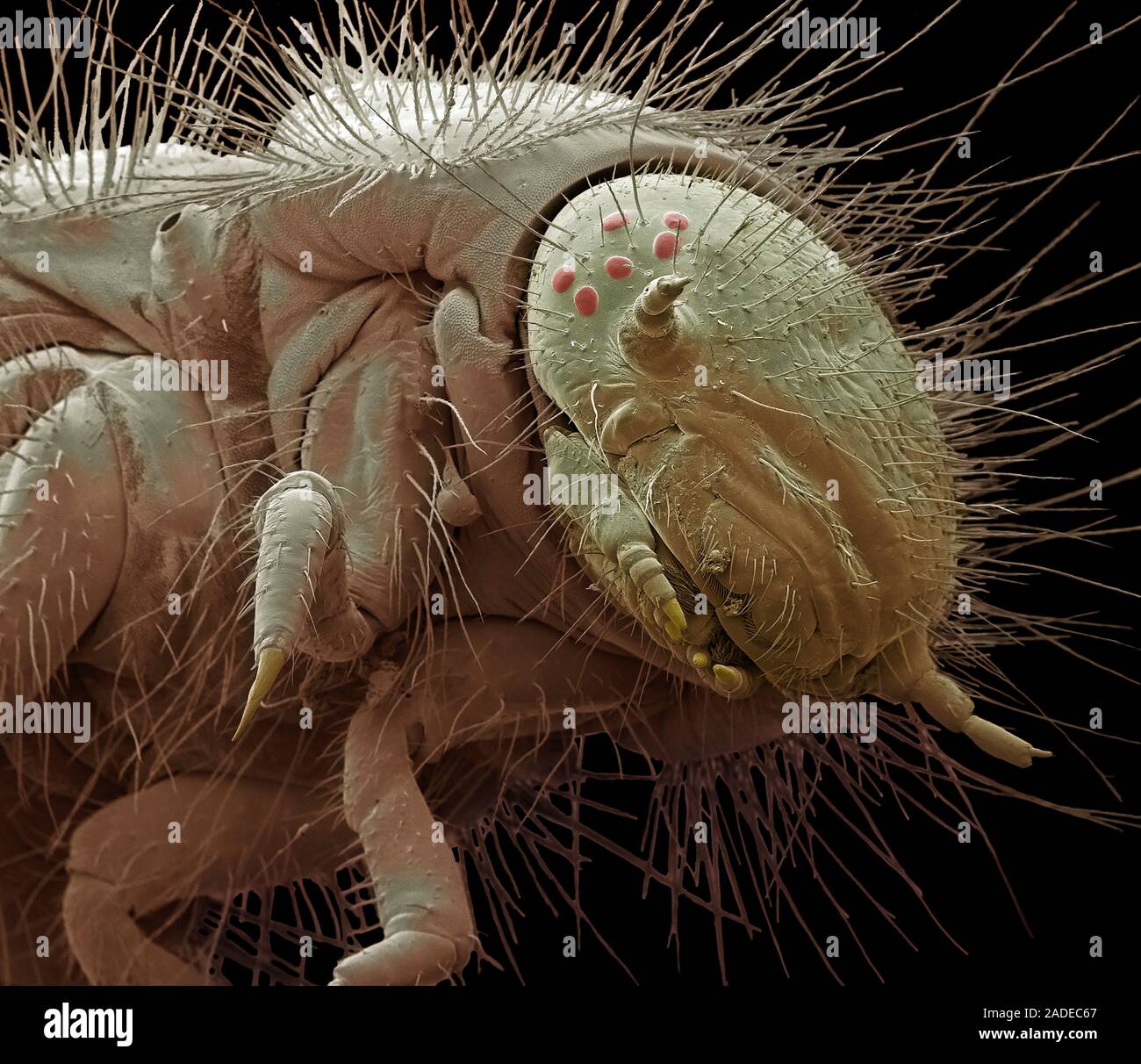 Dermestid beetle larva. Scanning electron micrograph of a dermestid ...