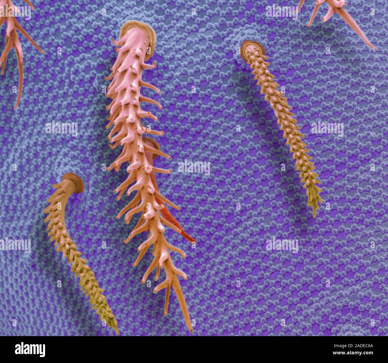 Springtail body, coloured scanning electron micrograph (SEM ...