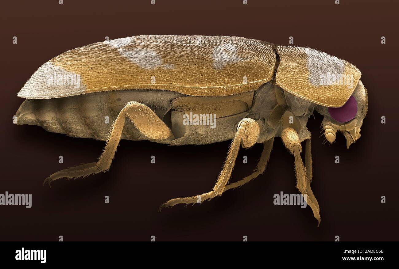 Dermestid beetle. Scanning electron micrograph of a dermestid beetle ...
