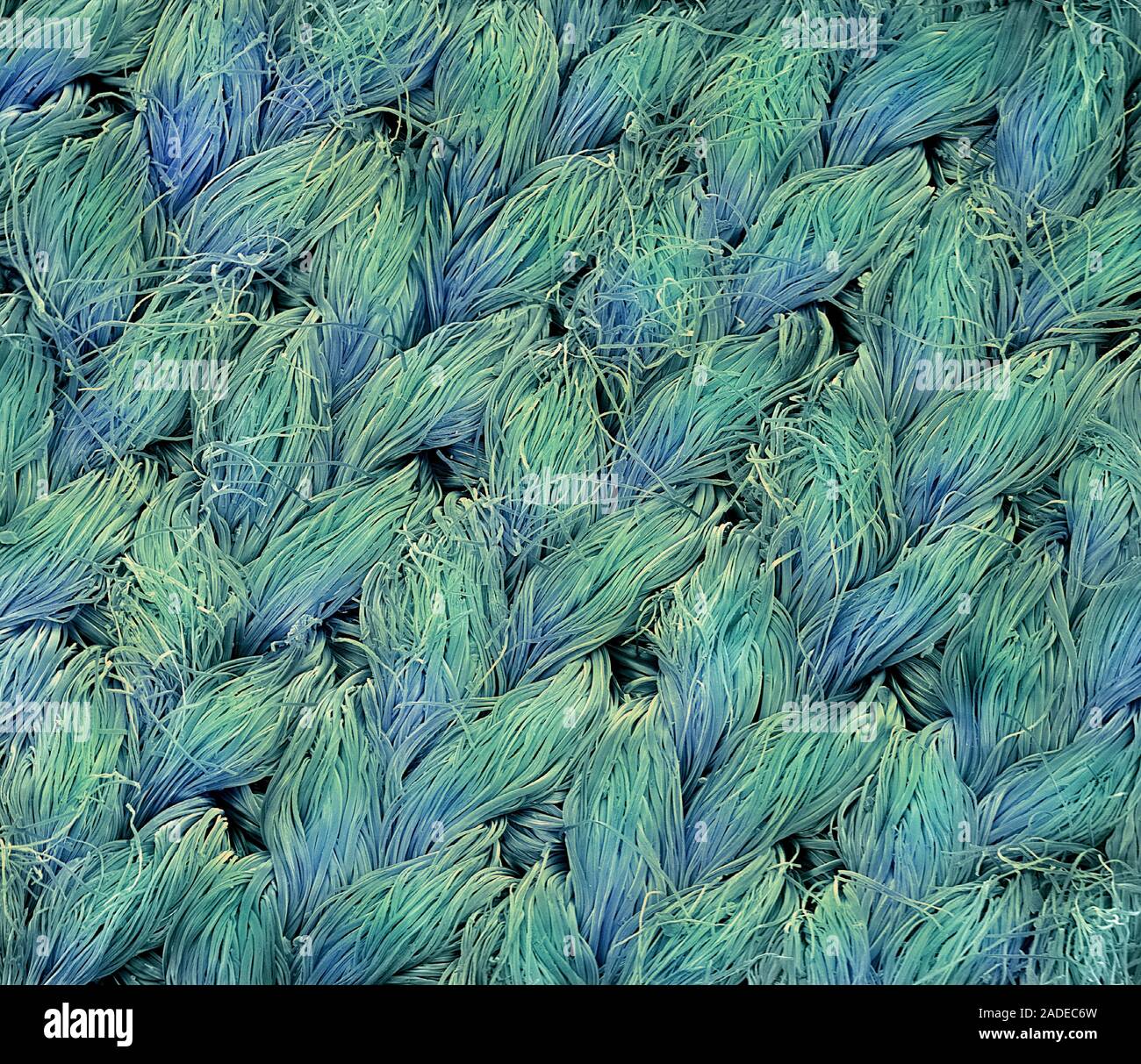 Cotton weave, coloured scanning electron micrograph (SEM Stock Photo ...
