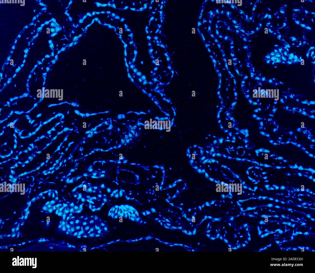 Cerebellum brain cells, light micrograph. This sample has been prepared ...