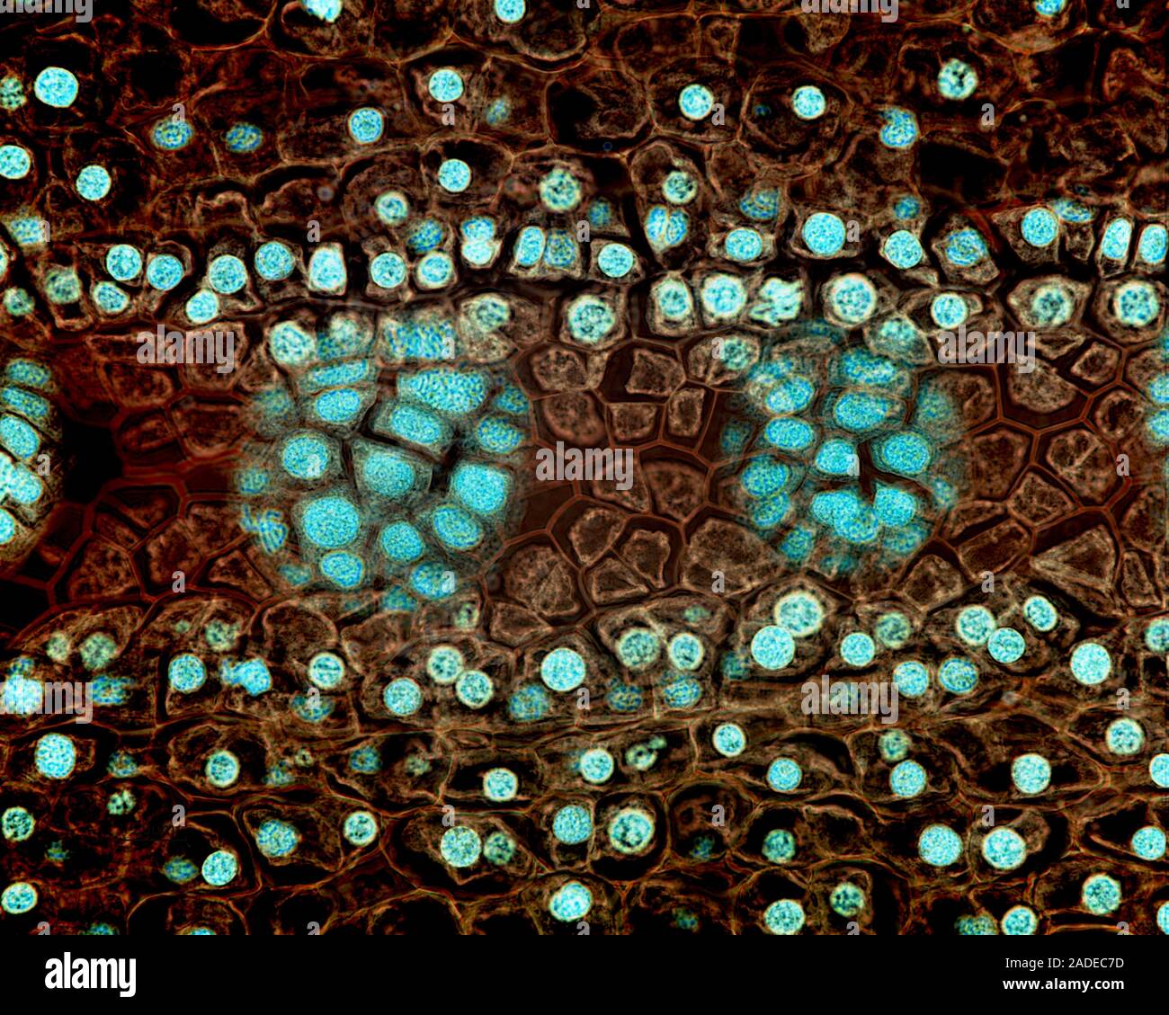 Section through flower anther, light micrograph. Anthers are the male ...