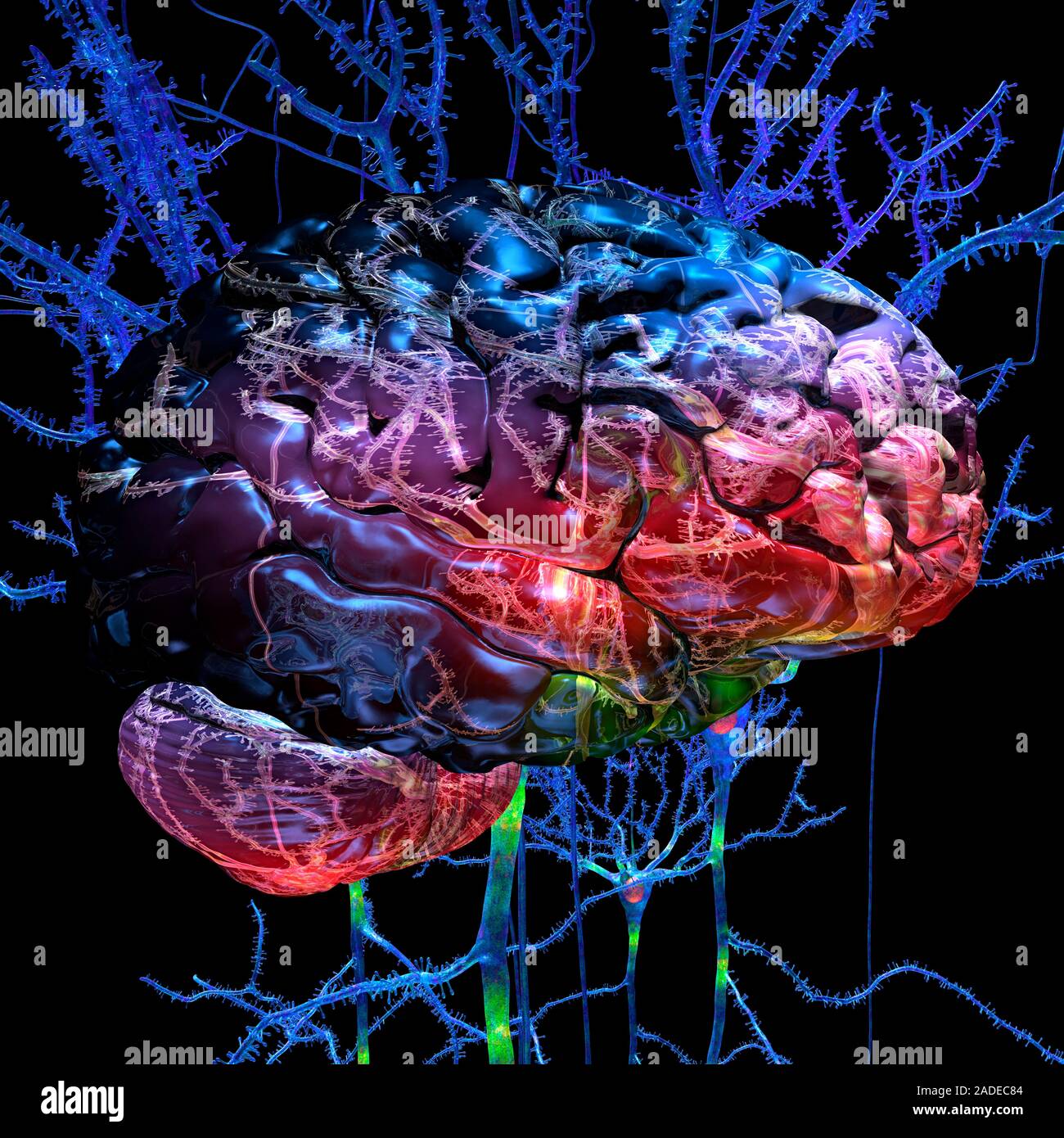 This image may not be used in educational posters Brain and neurons ...