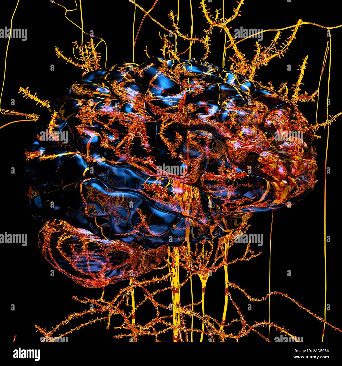 This image may not be used in educational posters Brain and neurons ...