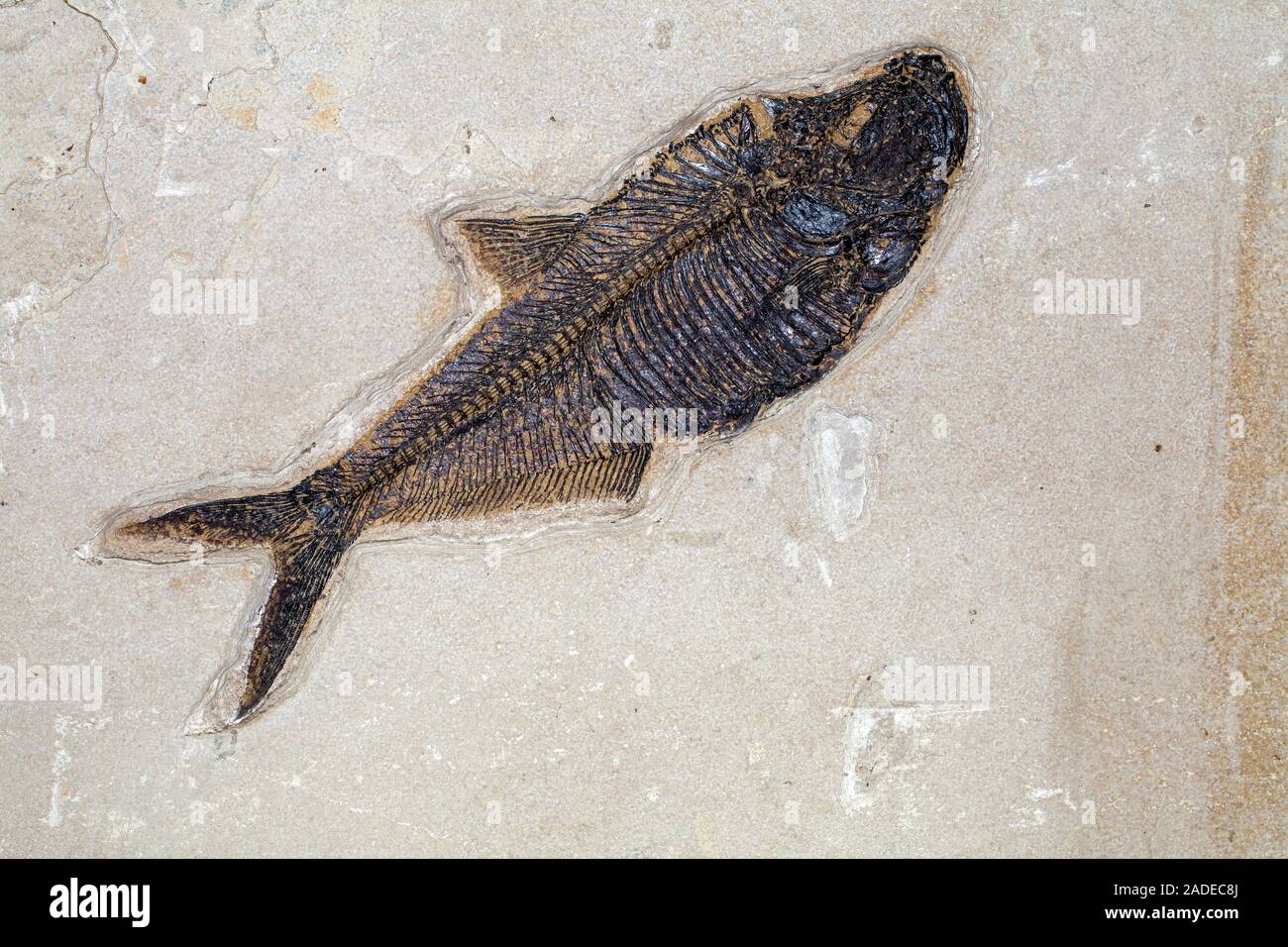 Fossil of Diplomystus dentatus, a species of the extinct genus ...