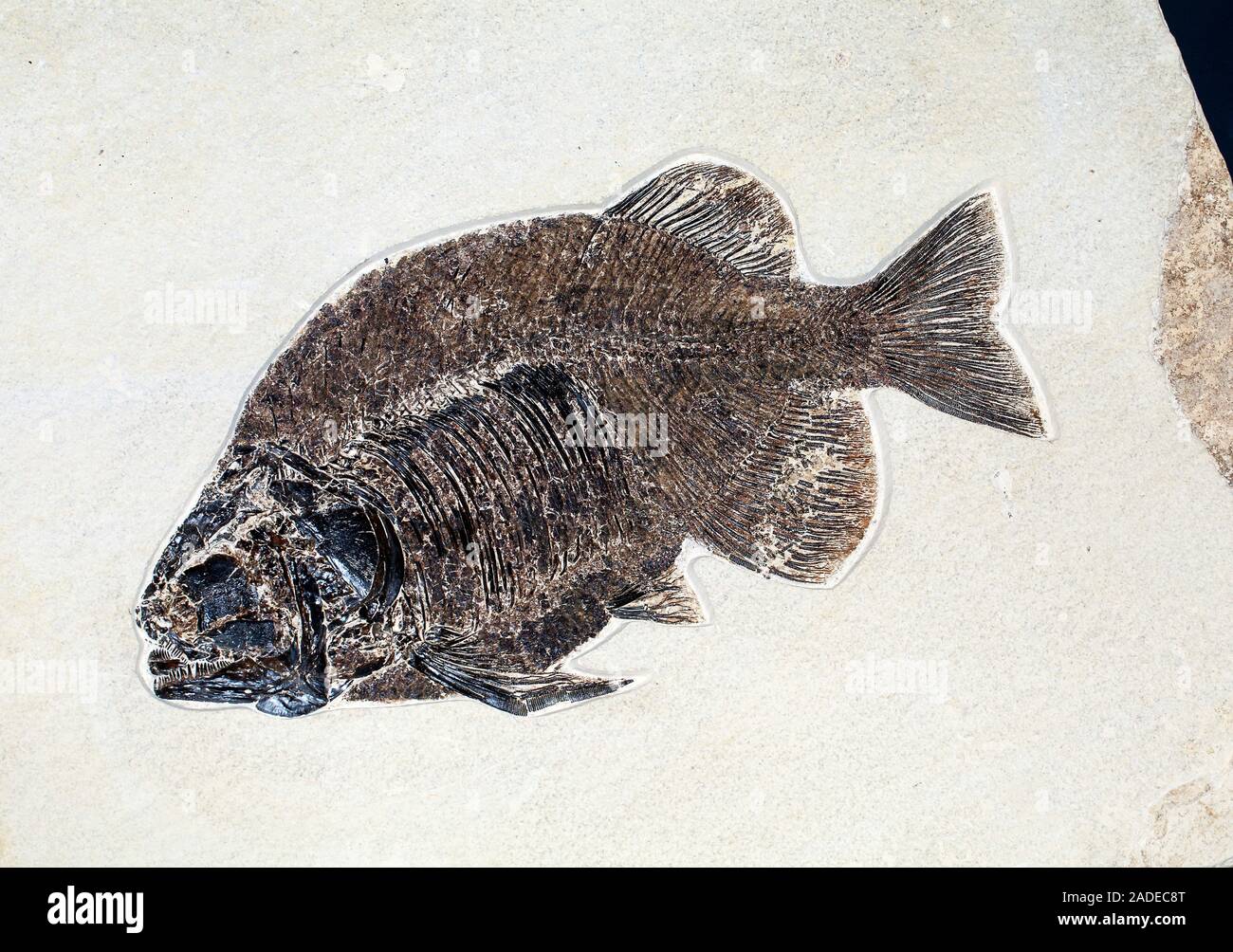 Fossil of Phareodus, a genus of freshwater fish that lived in the ...