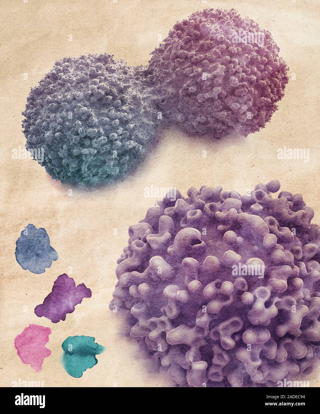 Cancer Cells Dividing