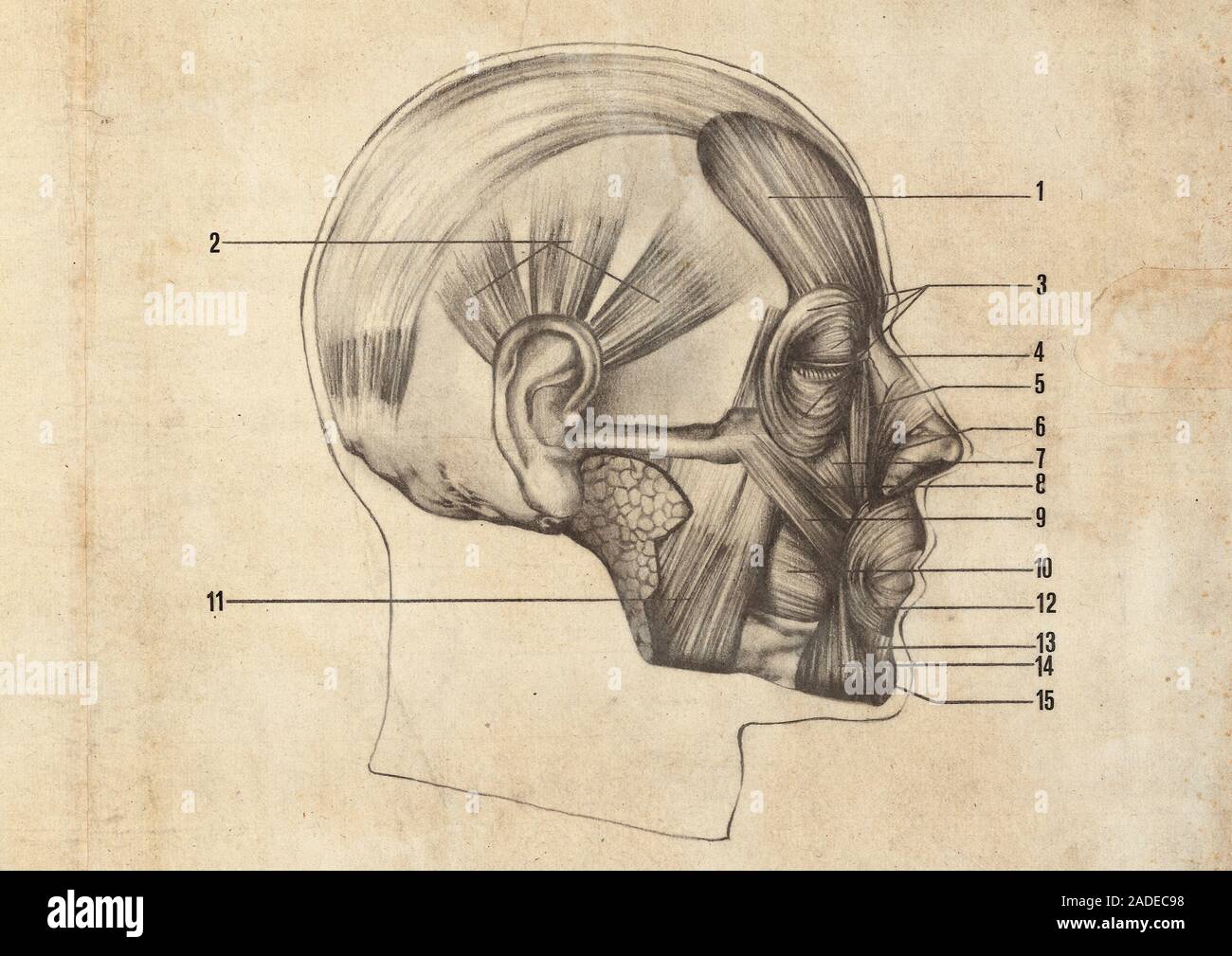 Face muscles, illustration. This image is in the style of historical ...