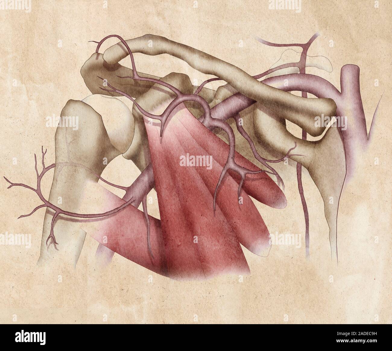 Shoulder anatomy, illustration. This image is in the style of ...