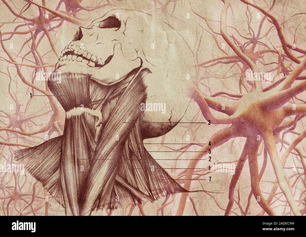 Neck muscles, skull and neurons, illustration. The anatomical parts of ...