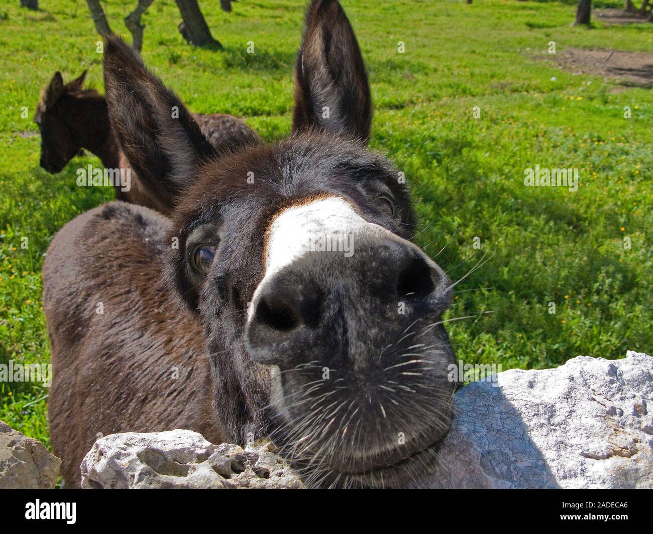 Mallorca esel hi-res stock photography and images - Alamy