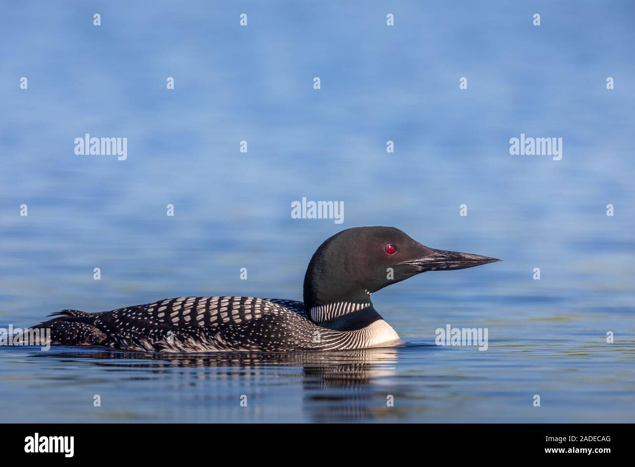 Common loon swimming in a northern Wisconsin lake Stock Photo - Alamy