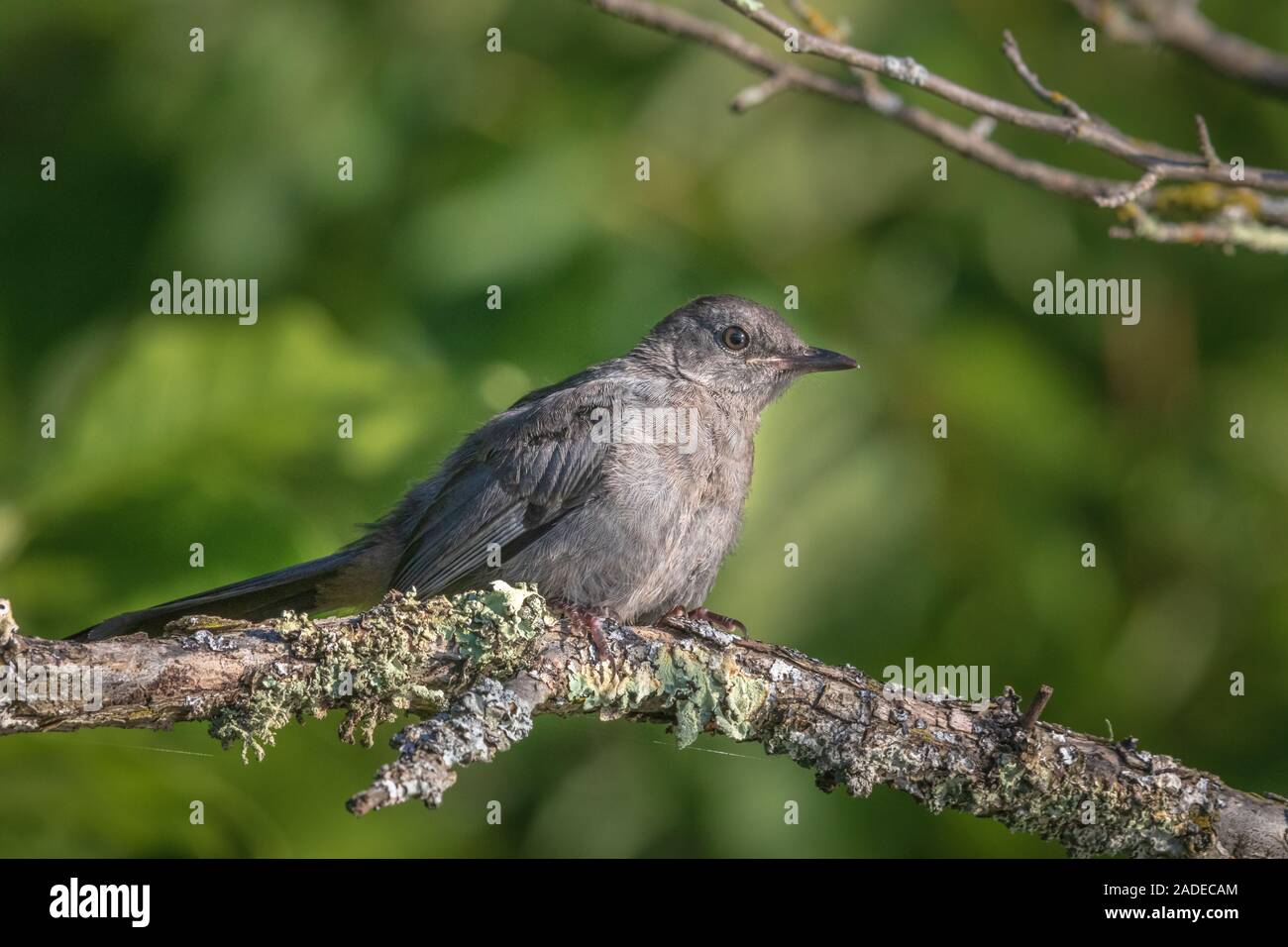 Black catbird hi-res stock photography and images - Alamy