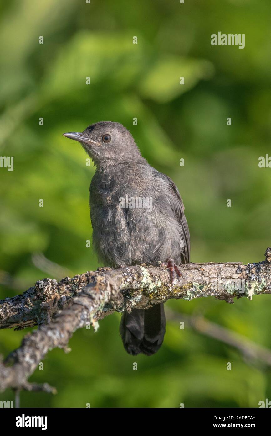 Gray catbird in northern Wisconsin Stock Photo - Alamy