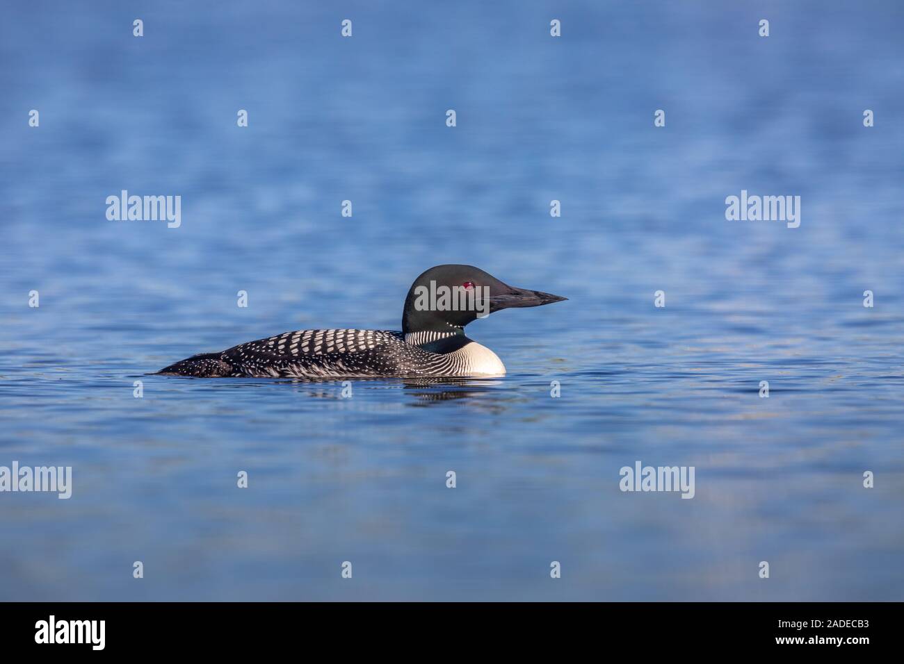 Common loon swimming in a northern Wisconsin lake Stock Photo - Alamy