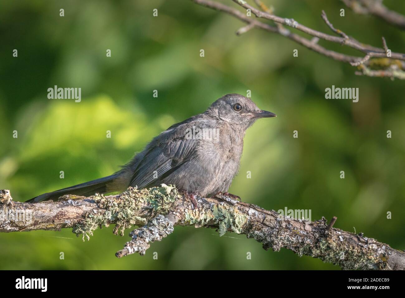 Immature catbird hi-res stock photography and images - Alamy
