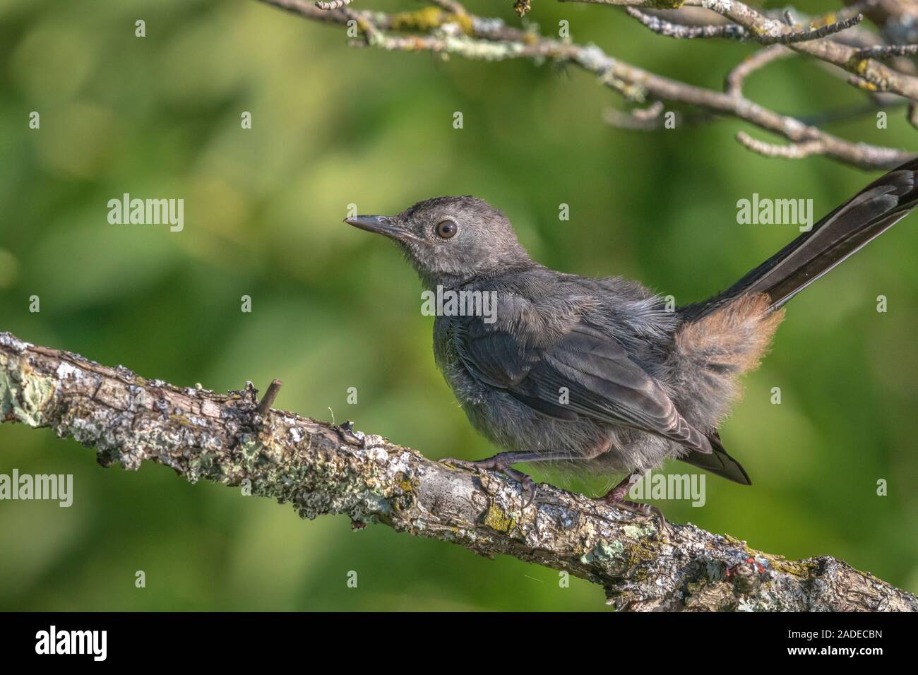 Immature catbird hi-res stock photography and images - Alamy