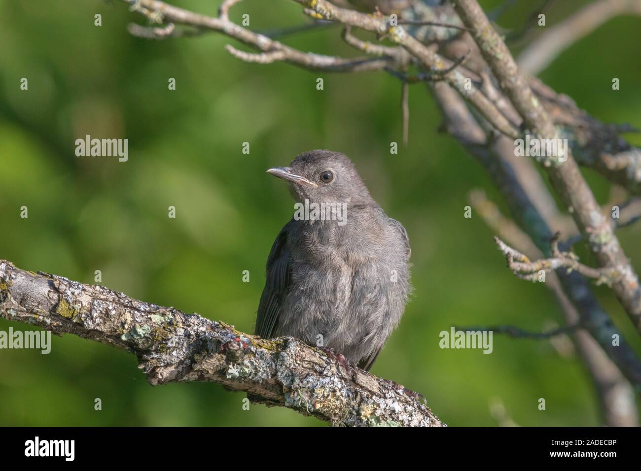 Immature catbird hi-res stock photography and images - Alamy