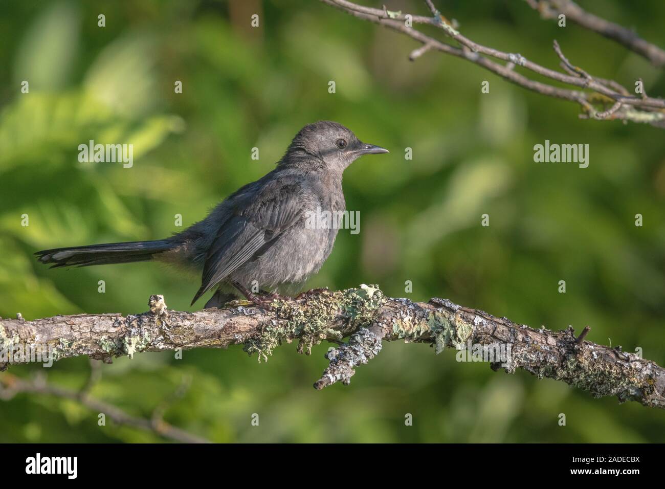 Immature catbird hi-res stock photography and images - Alamy