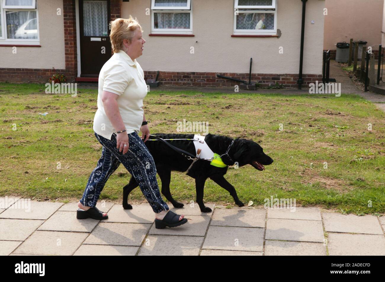 Partially sighted woman out walking with her guide dog Stock Photo - Alamy