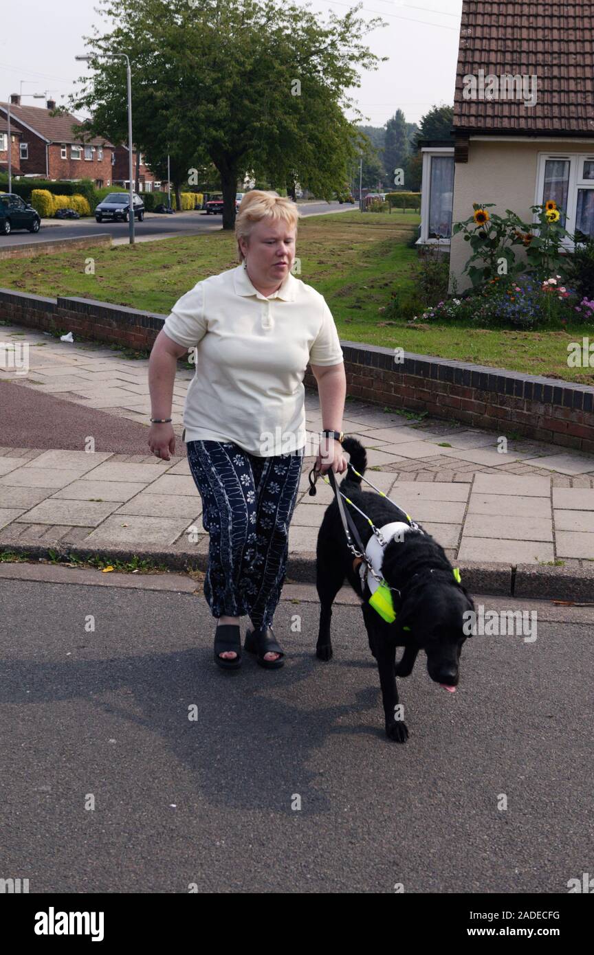 Partially sighted woman crossing road with her guide dog Stock Photo ...