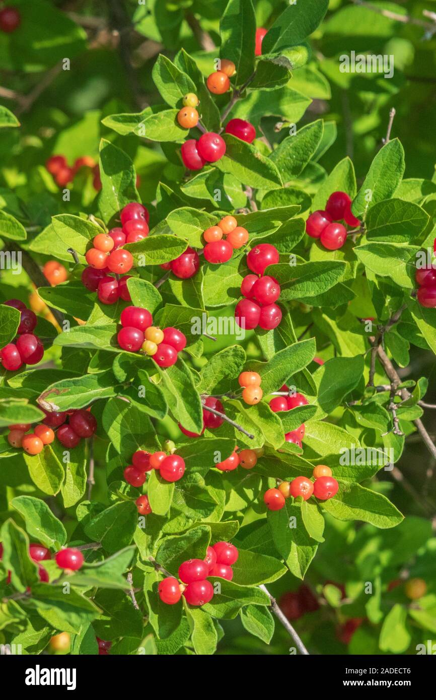 Morrow's honeysuckle growing in northern Wisconsin Stock Photo - Alamy