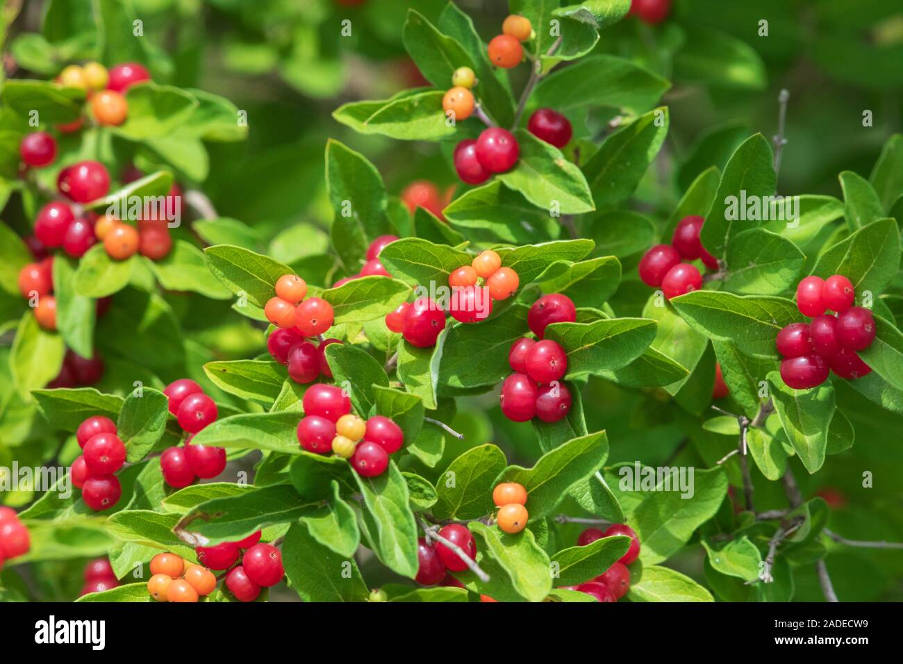 Morrow's honeysuckle growing in northern Wisconsin Stock Photo - Alamy