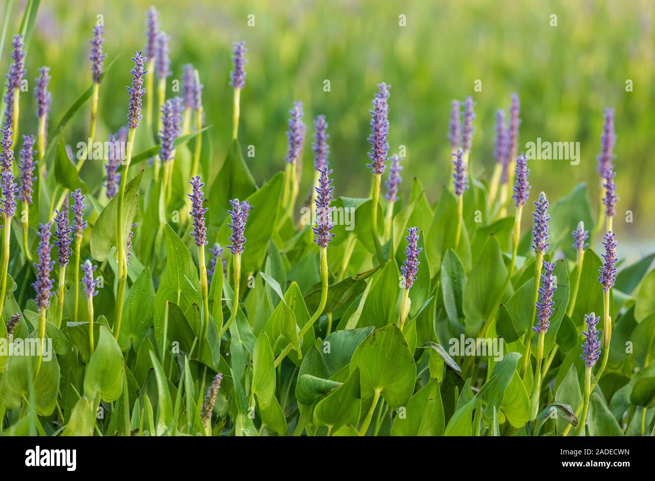 Pickerelweed hi-res stock photography and images - Alamy