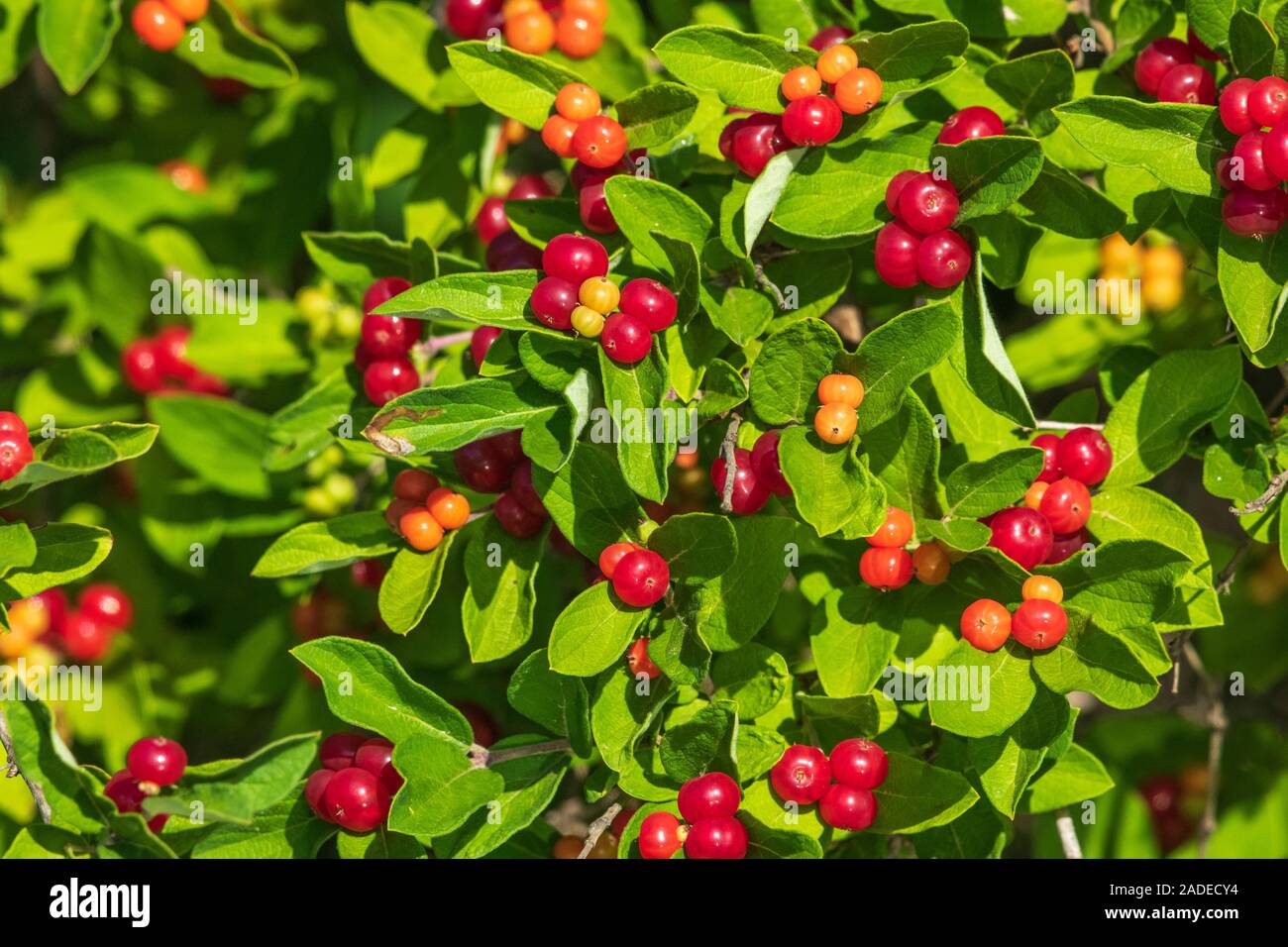 Morrow's honeysuckle growing in northern Wisconsin Stock Photo - Alamy