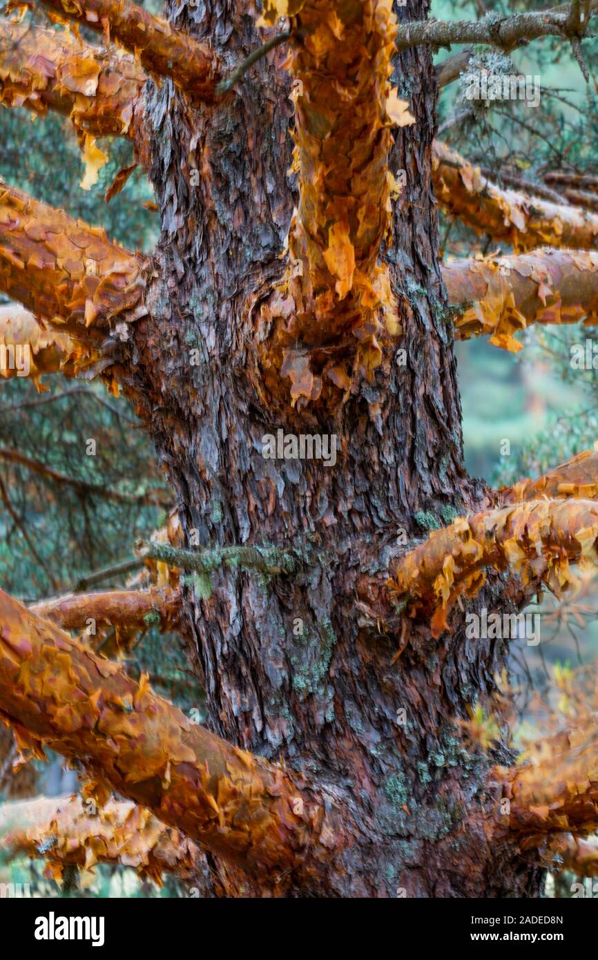 Pino silvestre pinus sylvestris l hi-res stock photography and images ...