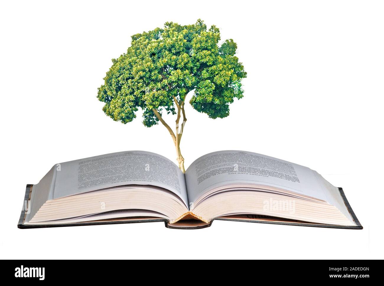 tree growing from book Stock Photo - Alamy