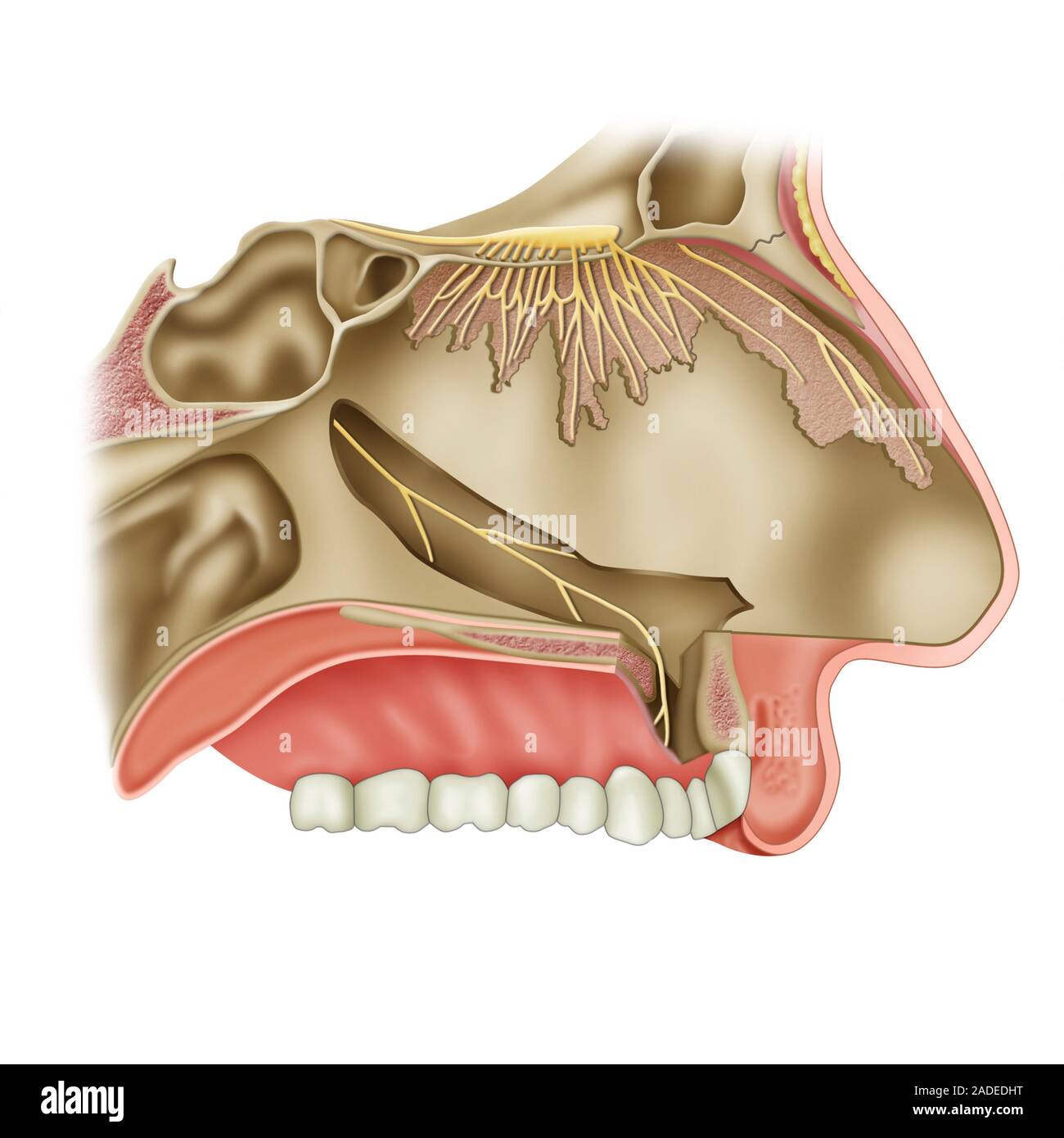 Olfactory nerve anatomy, illustration. Also know as the first cranial ...