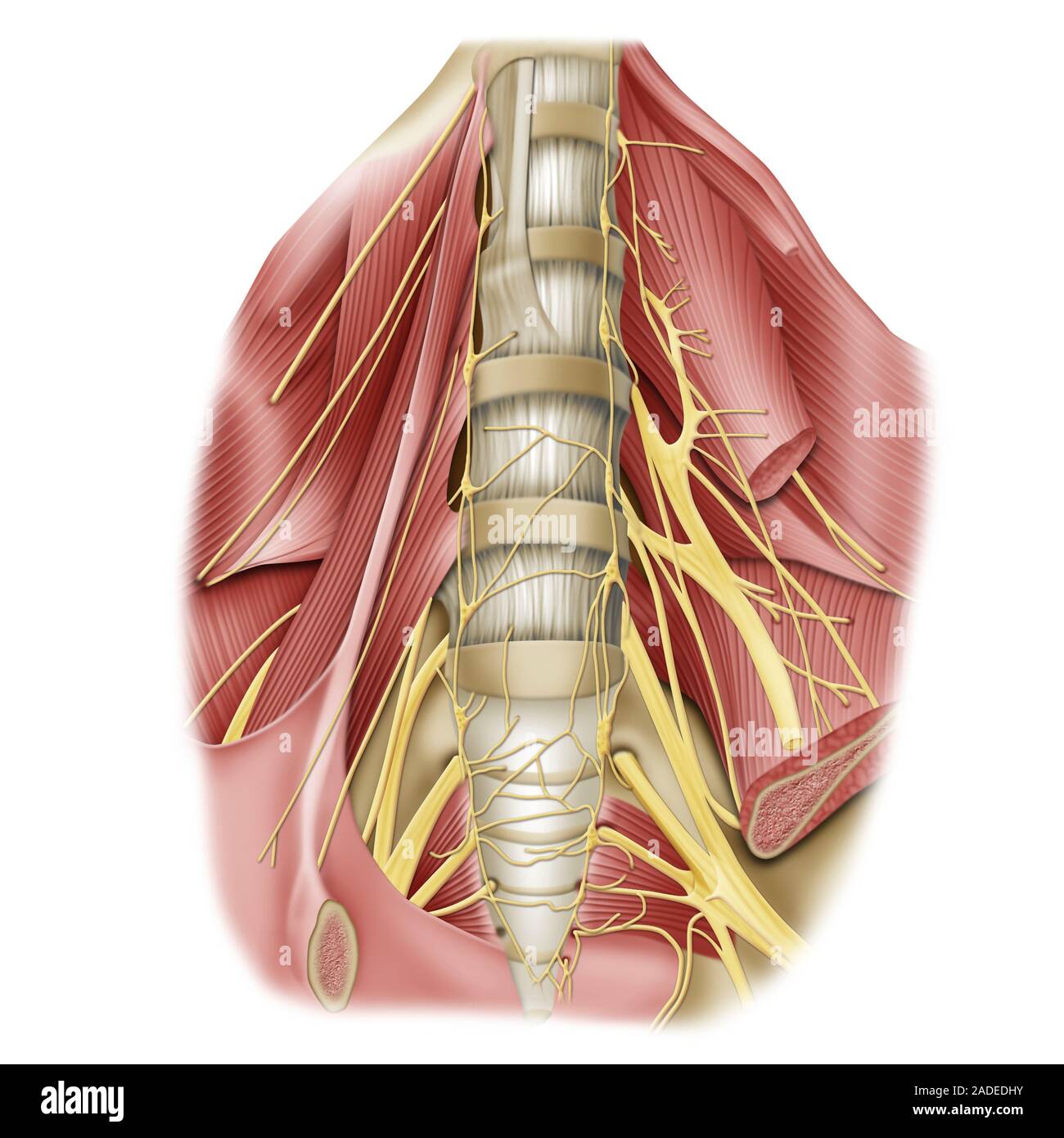 Lumbosacral plexus anatomy, illustration. A nerve plexus is a network ...
