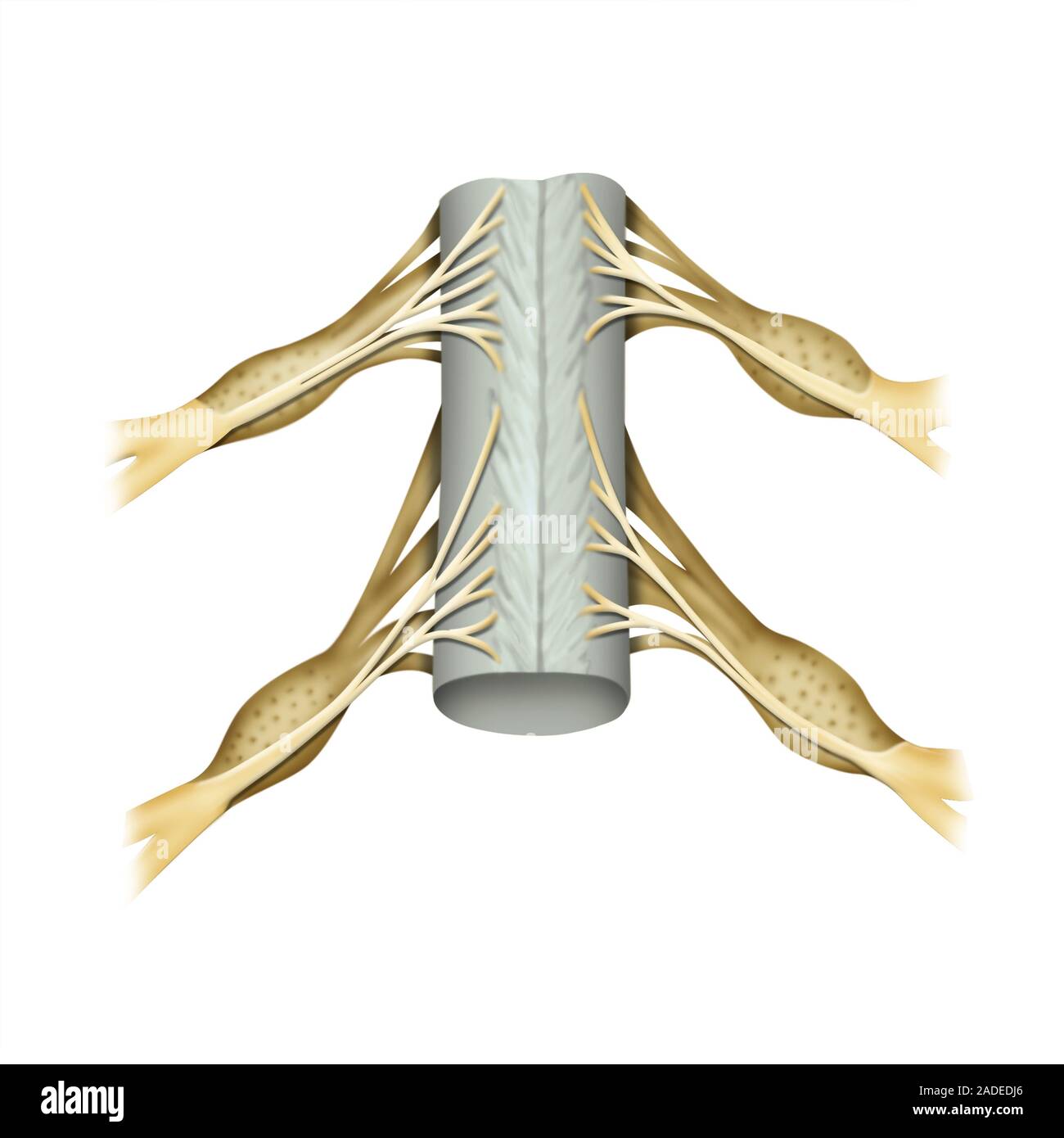Spinal ganglia anatomy, illustration. A ganglion is a cluster of nerve ...