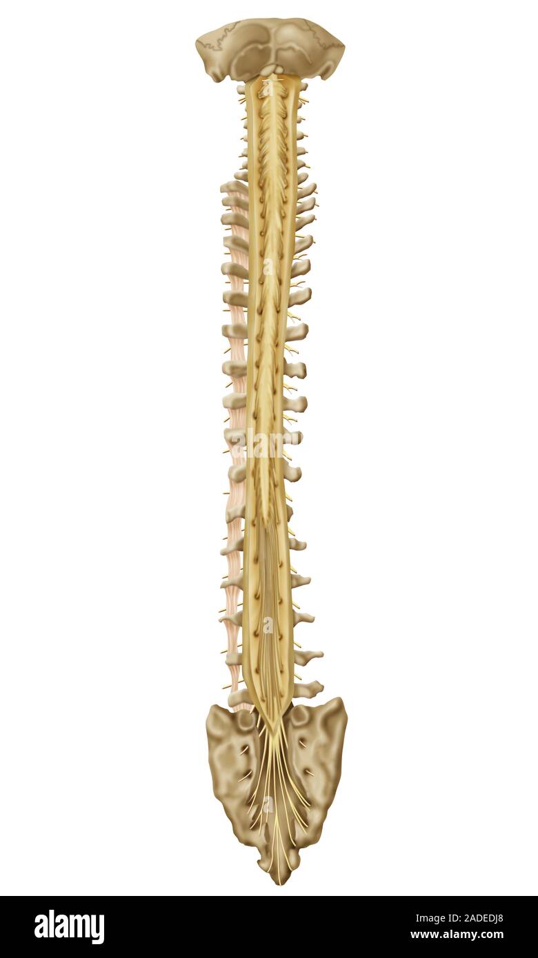 Spinal cord anatomy, illustration. The spinal cord runs from the skull ...
