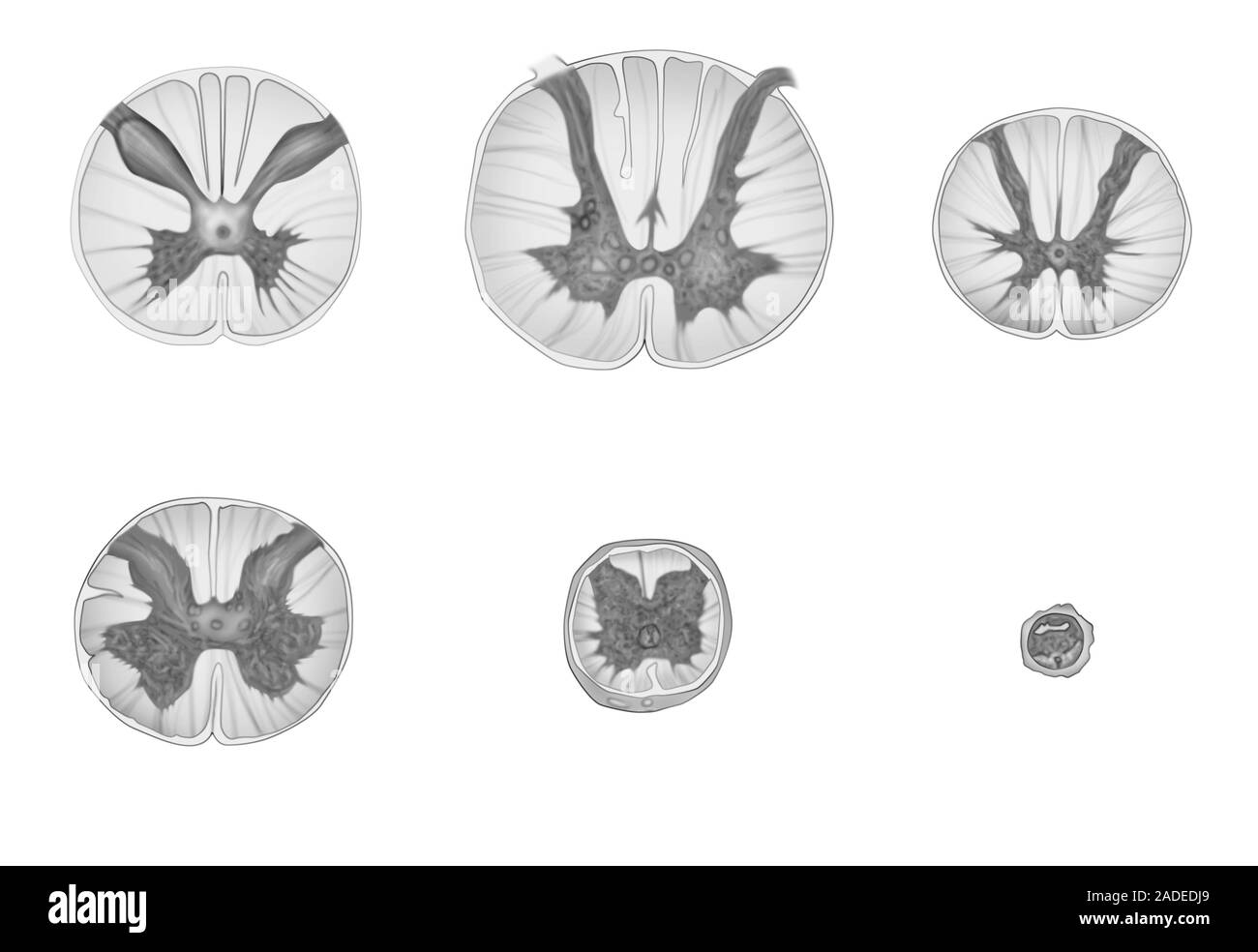 Spinal cord anatomy, illustration. These transverse (axial) cross ...