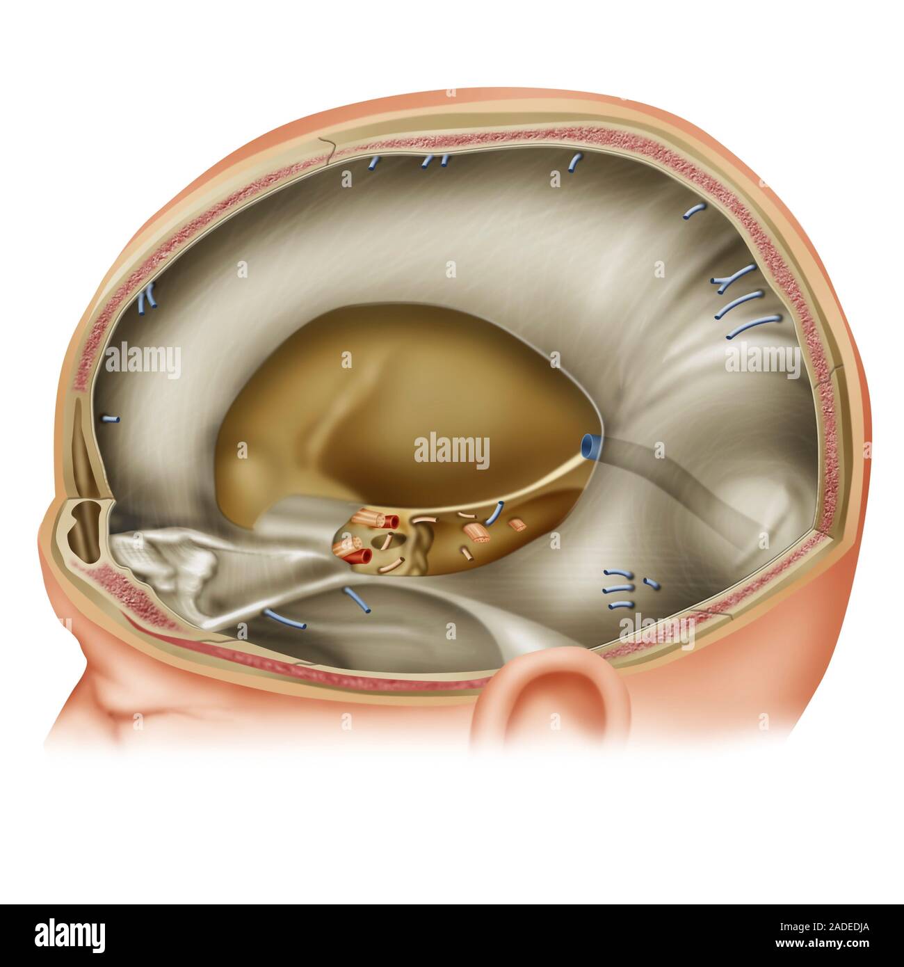 Skull internal anatomy, illustration. The front of the head is at left ...