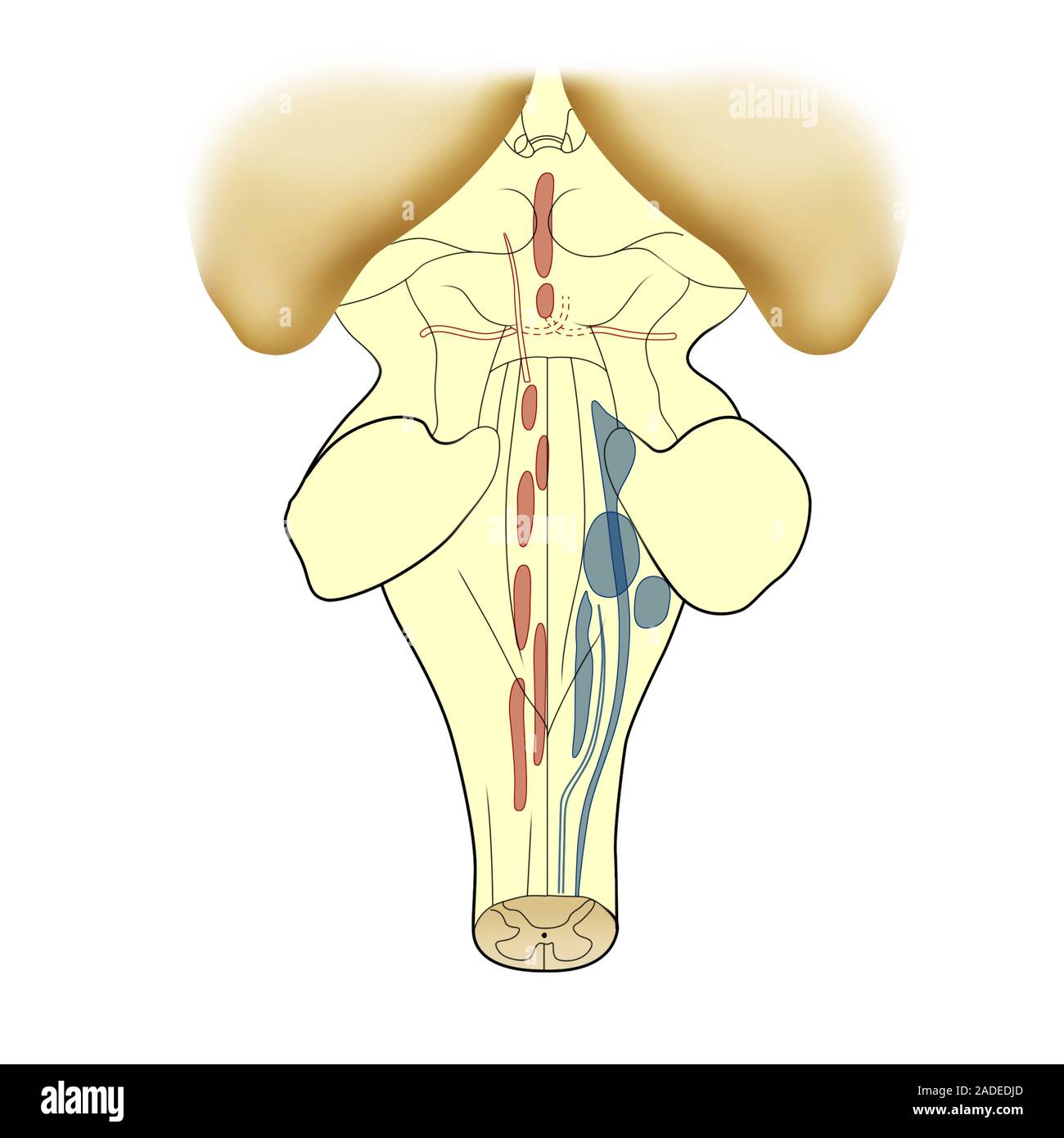 Brainstem cranial nerve nuclei, illustration. The brainstem deals with ...