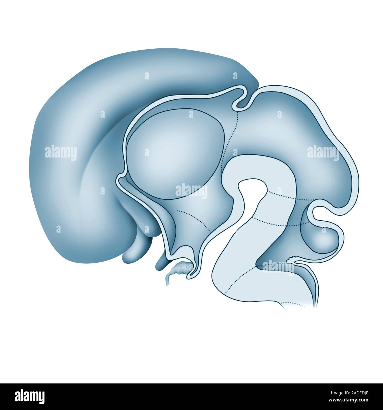Foetal brain anatomy, illustration. The developing baby is an embryo ...