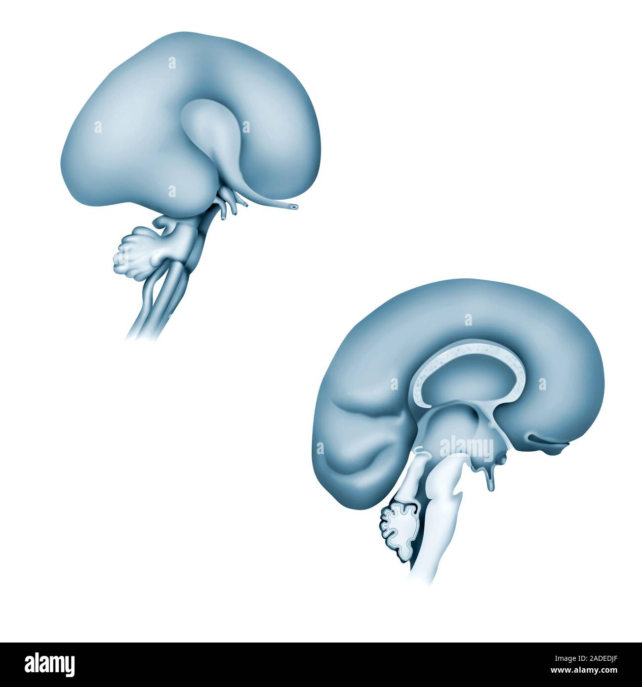 Cerebral cortex development, illustration. The embryonic brain at upper ...